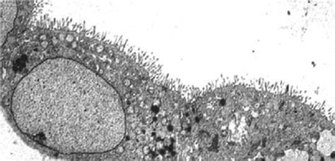 Human Tubular Cells Helier Scientific Ltd