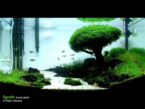 Iwagumi Aquascaping 4 Aquascape Nature Aquarium Aquarium Landscape