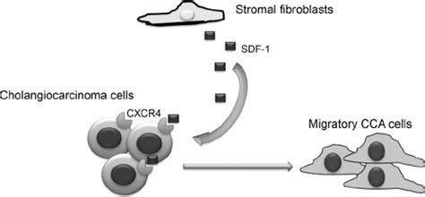 Schematic Diagram Of The Cross Talk Between Cholangiocarcinoma Cells