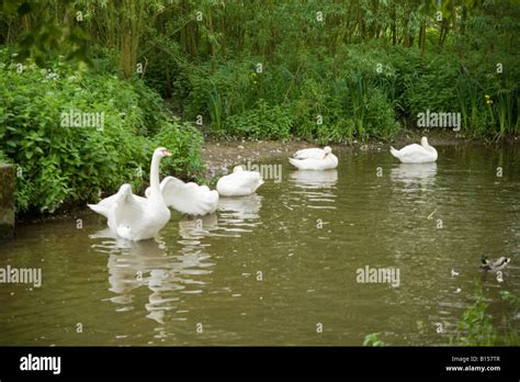 Wildlife Geese Swans Stock Photo Alamy