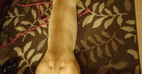 Poor Pupper Has Had A Long Day Of Ball Catching Album On Imgur