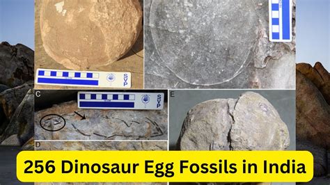 Paleontologists Unearth 256 Dinosaur Egg Fossils In India A Rare