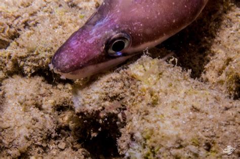 Longfin African Conger Eel Facts And Photographs