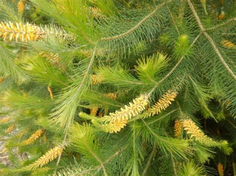 Persoonia Pinifolia Geebung Gardening With Angus