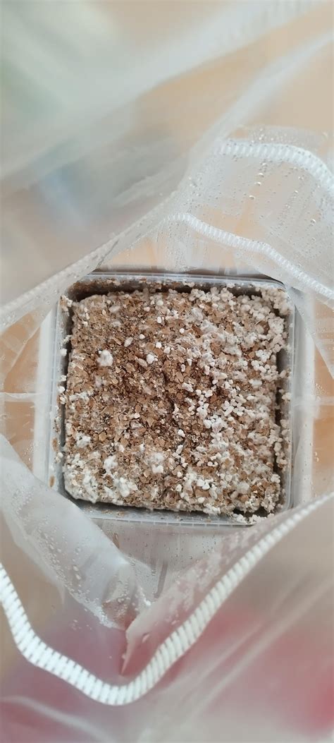 17 Days No Pins Visible R Magicmushrooms