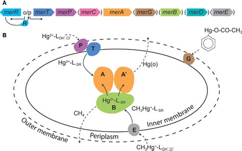 Frontiers The Mercury Resistance Operon From An Origin In A