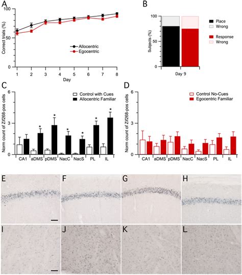 Differential Neural Activation After Retrieval Of An Allocentric Or Download Scientific Diagram