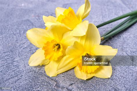 신선한 노란색 수선화 밝은 파란색 배경에 수선화 꽃 상단 보기 플랫 레이 복사 공간 클로즈업 0명에 대한 스톡 사진 및 기타