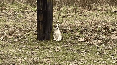 被遗弃的小狗被绑在树上等待有人来救她 Animals Around The Globe