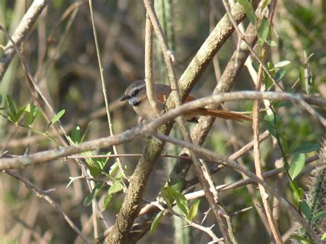 Ochre Cheeked Spinetail Synallaxis Scutata Fauna Paraguay