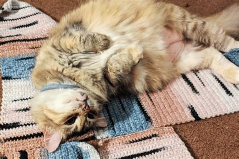 Unleash Kitty Zen Mode The Best Spots For Calming Diffusers