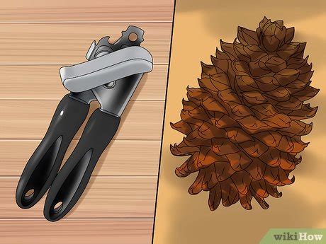 How To Shell Pine Nuts Steps With Pictures WikiHow