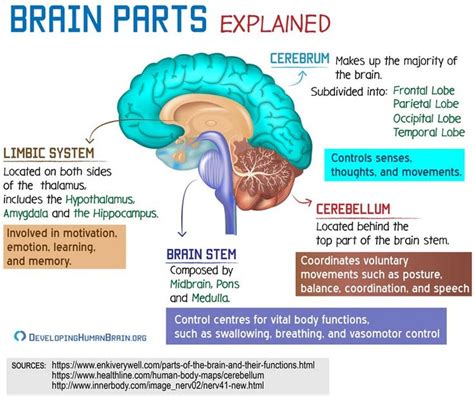 Brain Stem Function Psychology Teaganaresrivas