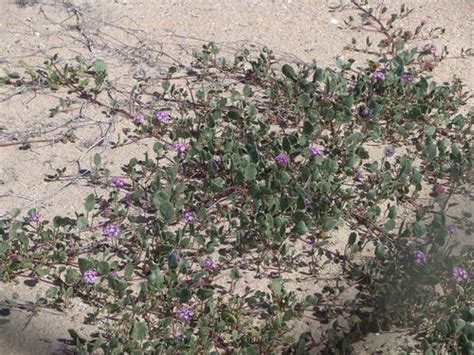 Abronia Umbellata Picturethis