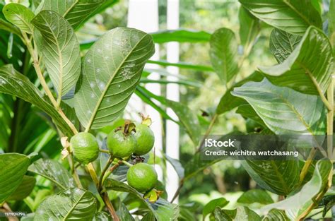 Kutu Putih Pada Daun Buah Jambu Biji Hama Tanaman Yang Membuat Tanaman