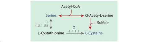 Prediction Of Cysteine Biosynthesis Pathways According To The Metabolic Download Scientific