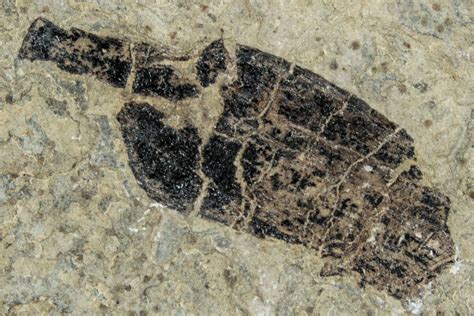 Fossil Seed Capsule Green River Formation 260410 For Sale