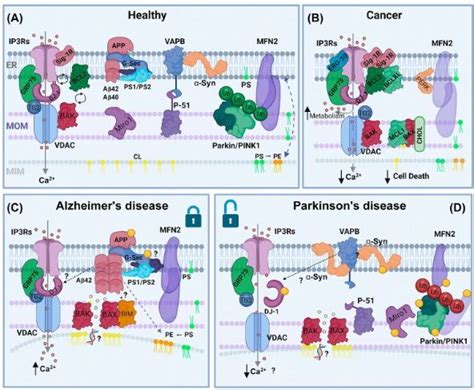 Achucarro Basque Center For Neuroscience On Linkedin Targeting Mitochondria Er Contacts A New