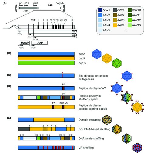 Structure Of The Aav Cap Gene And Technologies For Its Diversification