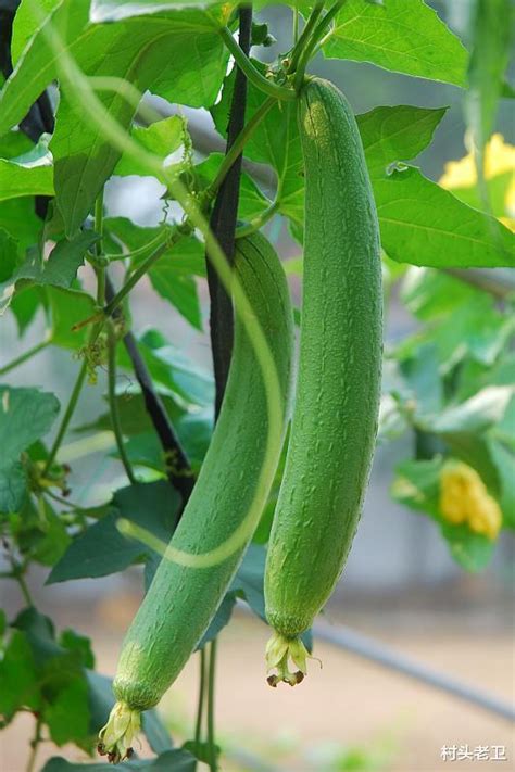 丝瓜种植一窝可以播种几粒种子丝瓜种植过程中应该注意什么 腾讯新闻