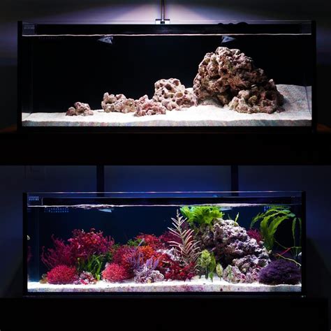 My Latest Marine Planted Macroalgae Tank Plantedtank