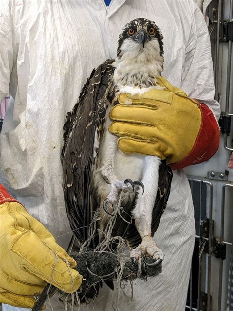 Osprey Rescued From Atwood Lake Euthanized After Fishing Line Injuries