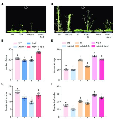 The Flowering Time Of Flc Related Mutants In Mdn1 1 Background A