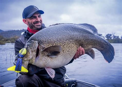 Murray Cod How Long To Wait Between Missed Hits Hooked Up Magazine