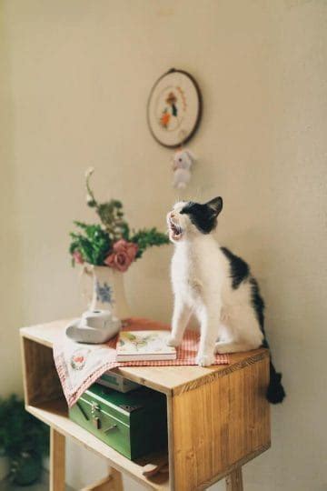 The Destructive Cat Why They Do It And How To Stop It