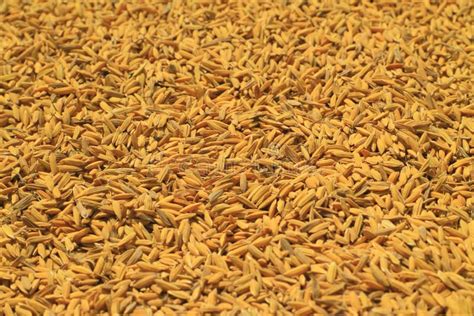 Rice Seeds Stock Image Image Of Harvest Beautiful Grow 21842397