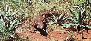 The Naked Prey