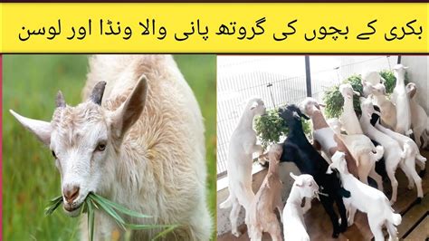 Daily Vlog بکری کے بچوں کی گروتھ پانی والا ونڈا اور Ramawatgoatcare