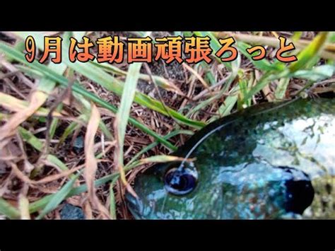身体はきついけど釣り行きたい欲はめちゃくちゃある泣 釣り行きたい YouTube