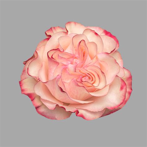Country Candy Bellarosa