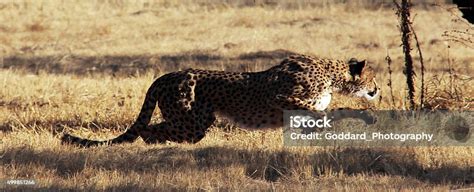 디스커버카드 Cheetah 실행 치타에 대한 스톡 사진 및 기타 이미지 치타 달리기 2015년 Istock