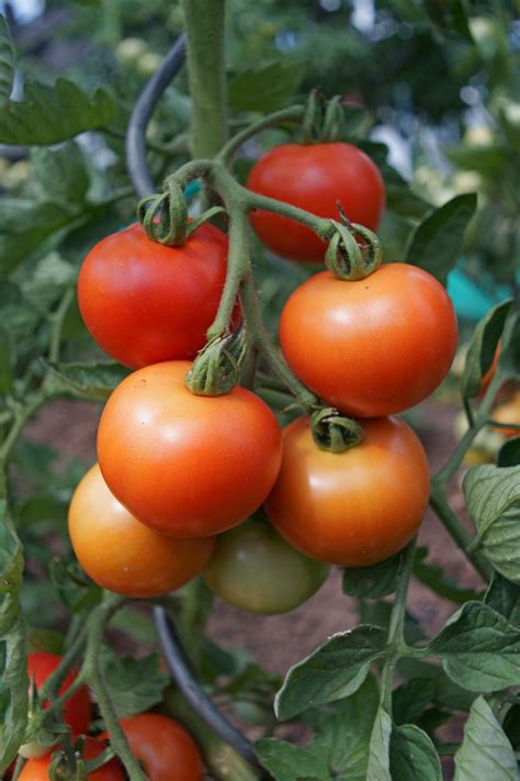 Tomato Fantasio F1 Blight Resistant Premier Seeds Direct