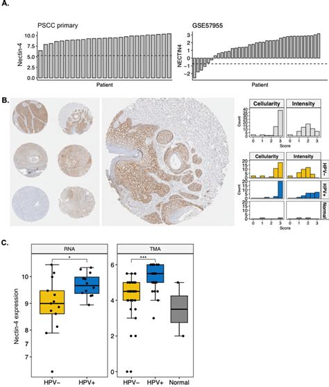 Nectin 4 Is Differentially Expressed At The Gene And Protein Levels In Download Scientific