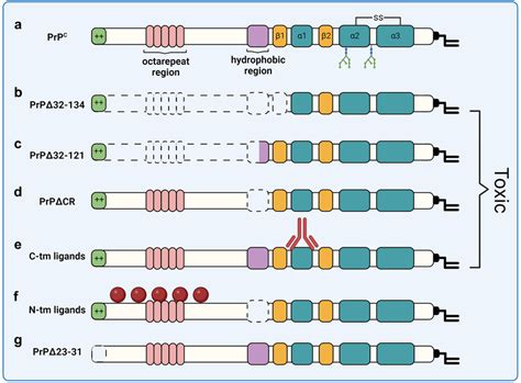Neurotoxic Forms Of Prp Line Diagrams Of Various Forms Of Prp A