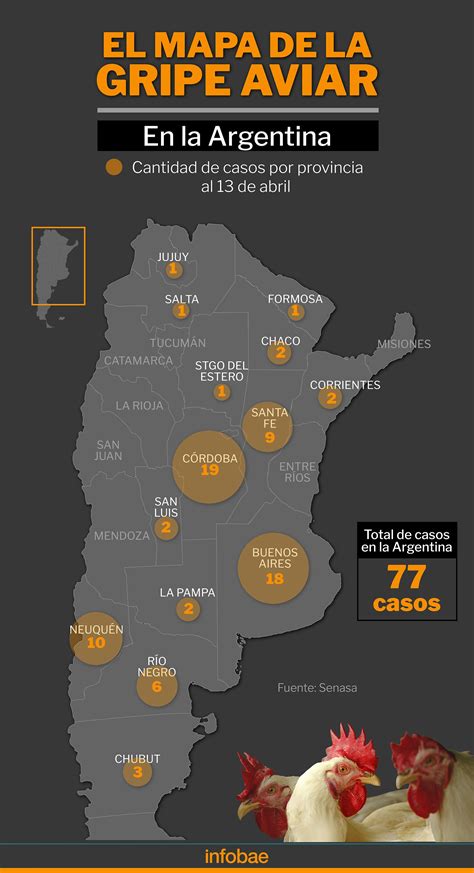 Gripe aviar cuál es el estado de situación de la enfermedad que tiene en suspenso la producción