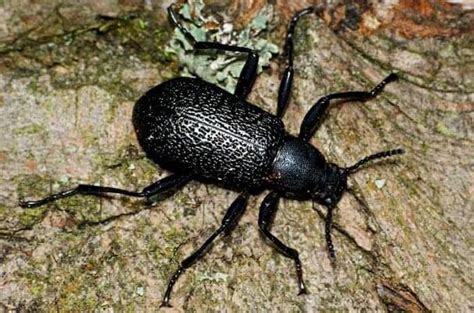 Монгол аялал Хар хорхойн нүүдэл ихсэж байгаа тул эцэг Facebook