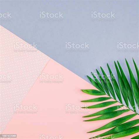열 대 야 자 나뭇잎 컬러 종이 배경 0명에 대한 스톡 사진 및 기타 이미지 0명 개념 꽃무늬 Istock