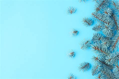 파란색 배경에 파란색 전나무 나뭇 가지 크리스마스 또는 휴일 개념 플랫 레이 복사 공간 0명에 대한 스톡 사진 및 기타 이미지 Istock