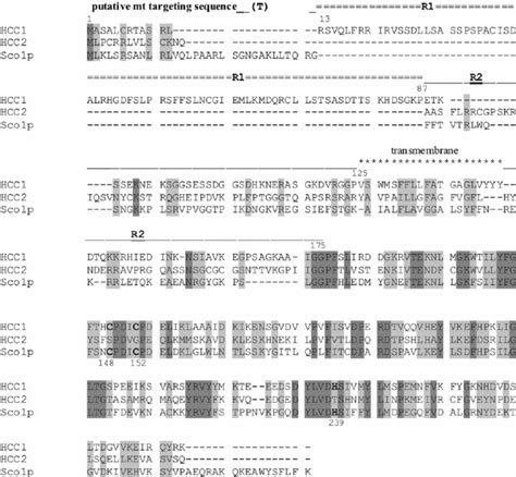 Protein Sequence Alignment Of Sco1p Hcc1 And Hcc2 Primary Sequences