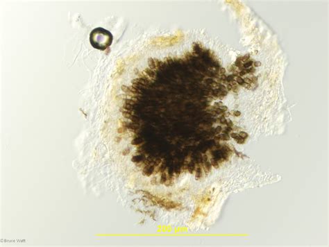 Arborvitae Pestalotiopsis Blight Cooperative Extension Insect