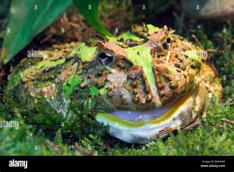 Argentine Horned Frog Argentine Wide Mouthed Frog Pacman Frog