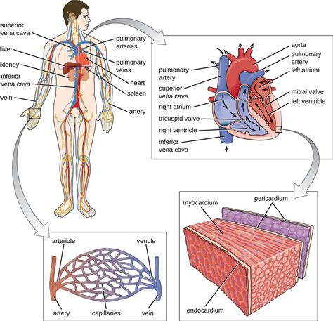 Anatomy Of The Circulatory And Lymphatic Systems Microbiology Study