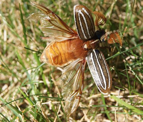 June Beetle Life Cycle At Ted Goldstein Blog