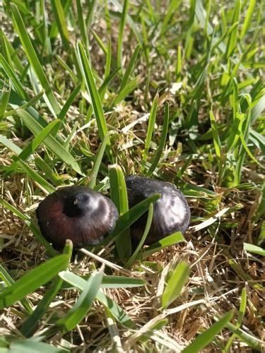 These Have Got Me Stumped R Mycology