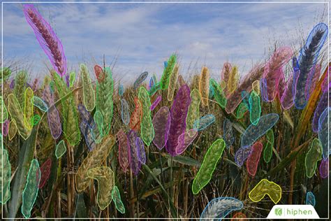 Contact Hiphen Experts In Agricultural Imaging Solutions