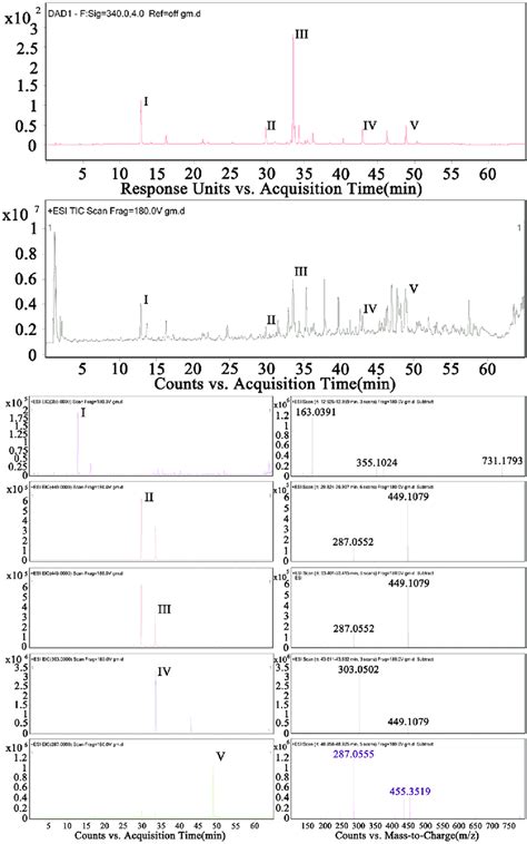 Total Ion Chromatogram TIC Of Ilex Asprella No S1 By UPLC Q TOF MS